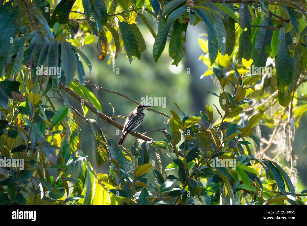 A Variegated Flycatcher (Empidonomus varius) perching in an opening in ...