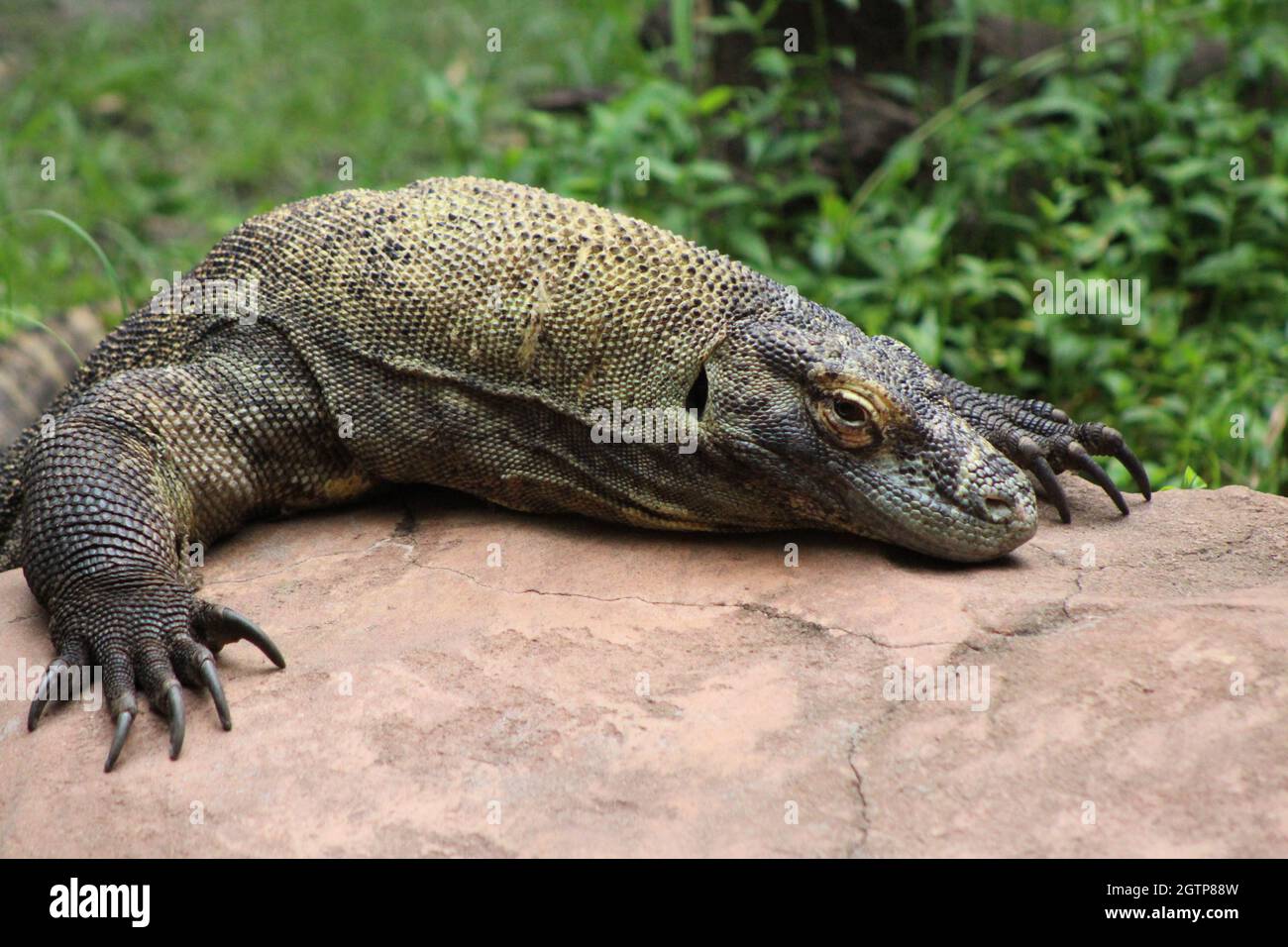 Female komodo dragon hi-res stock photography and images - Alamy