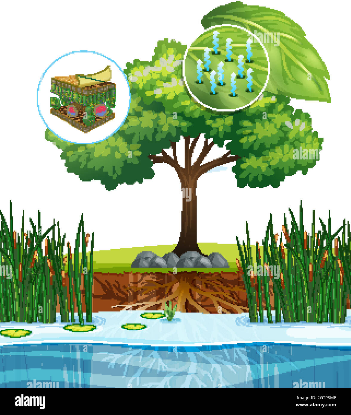 Diagram showing close up plant cell from a tree Stock Vector Image ...