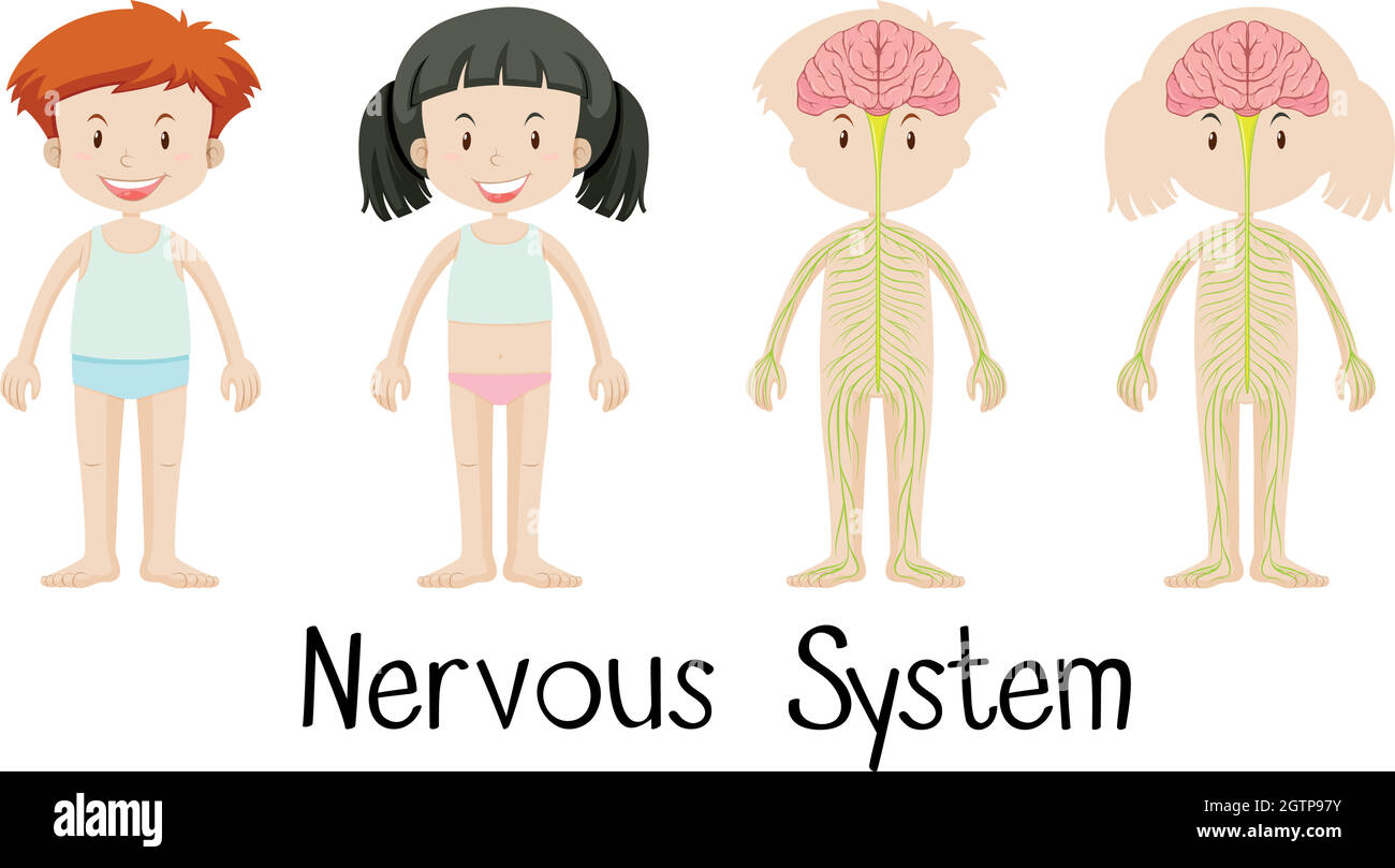 Nervous system of boy and girl Stock Vector Image & Art - Alamy