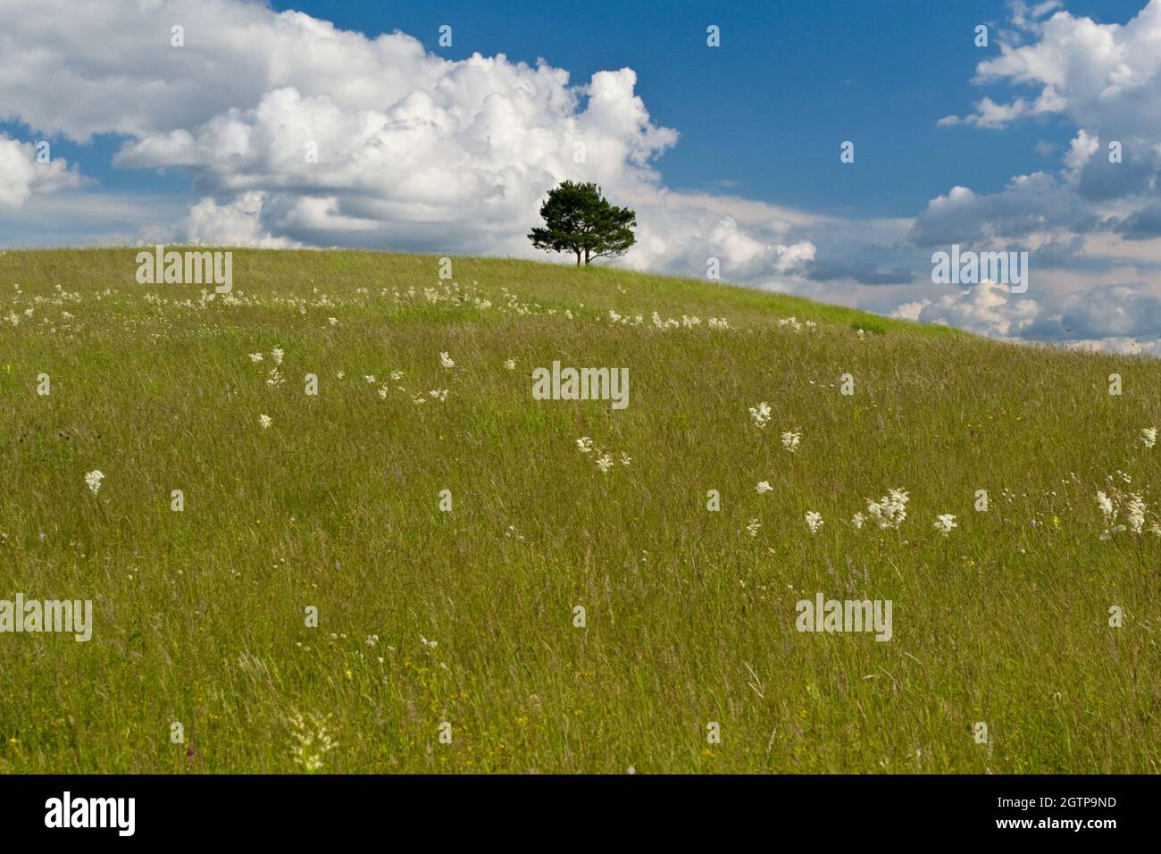 Single tree on the meadow at summer - blue sky and clouds background ...