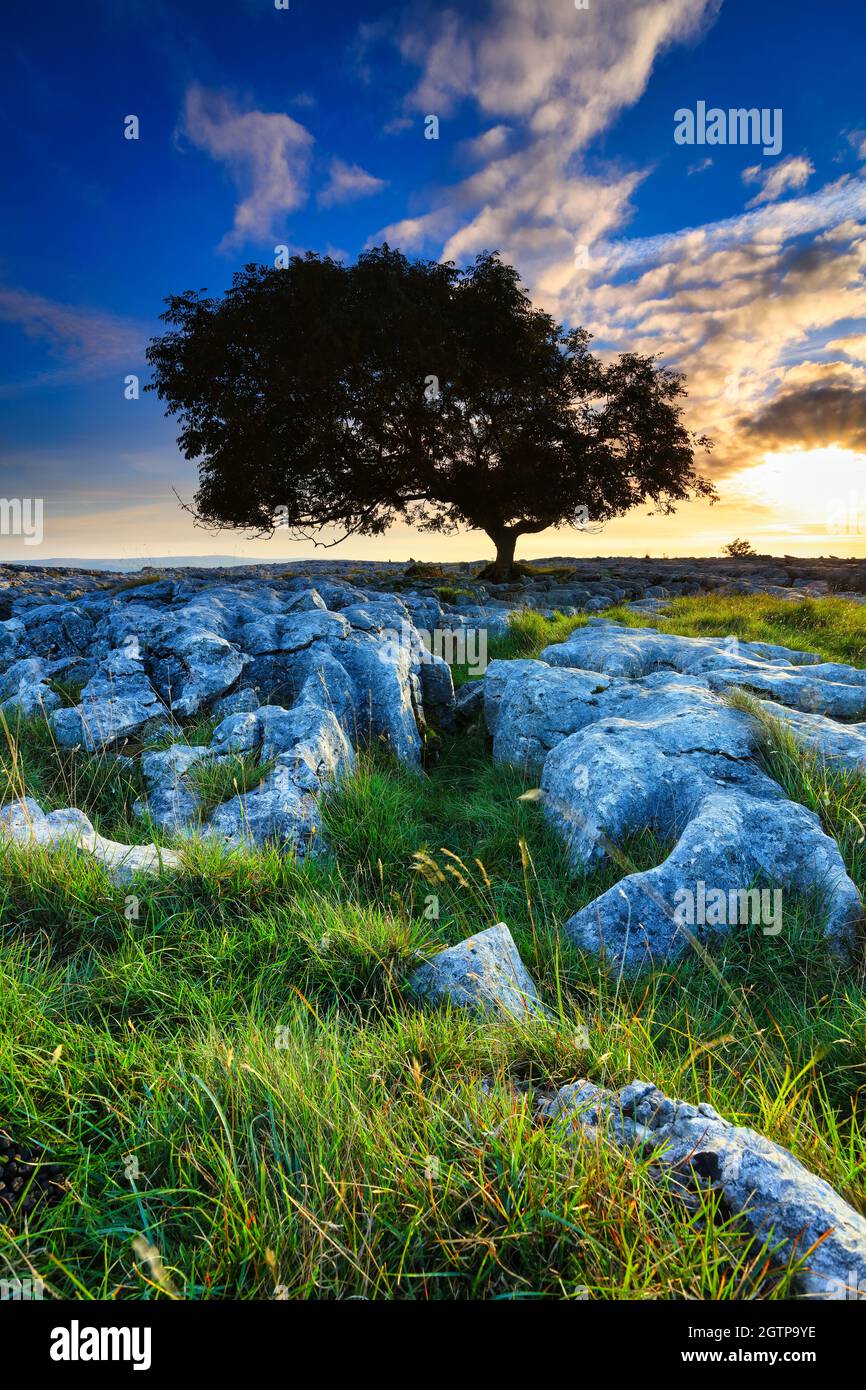 Lone Tree growing in Limestone pavement at Sunset, Twisleton Scar ...