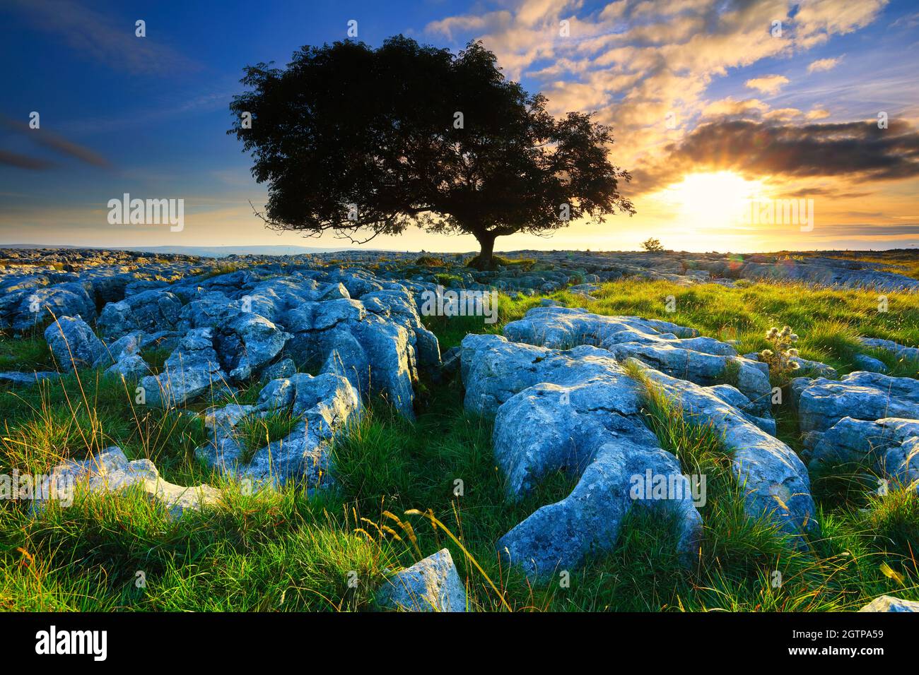Lone Tree growing in Limestone pavement at Sunset, Twisleton Scar ...
