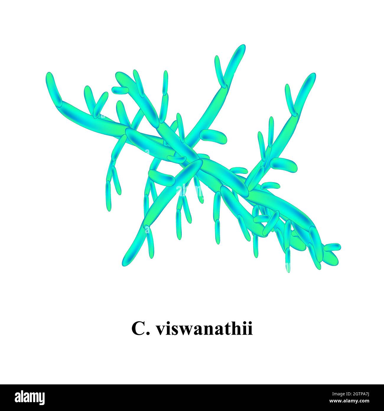 C. viswanathii candida. Pathogenic yeast-like fungi of the Candida type ...