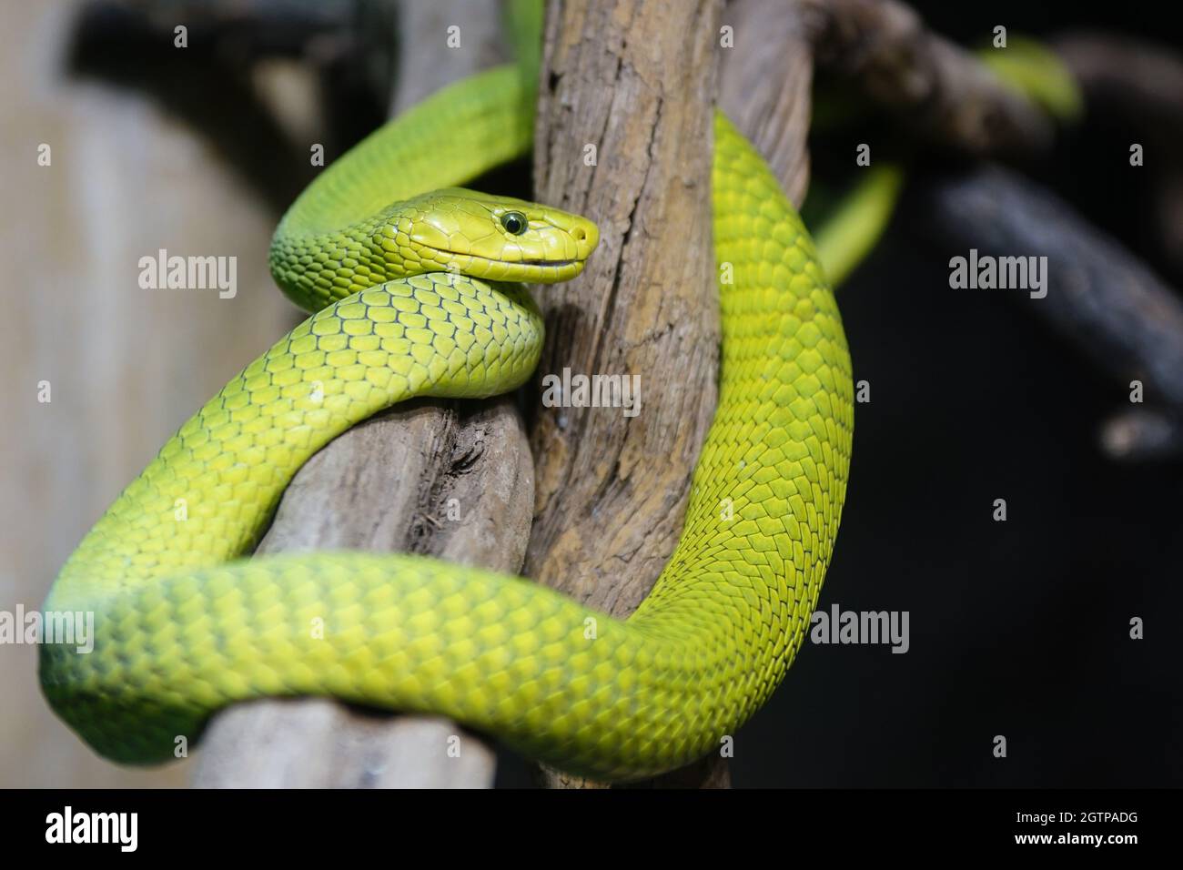 Western green mamba hi-res stock photography and images - Alamy
