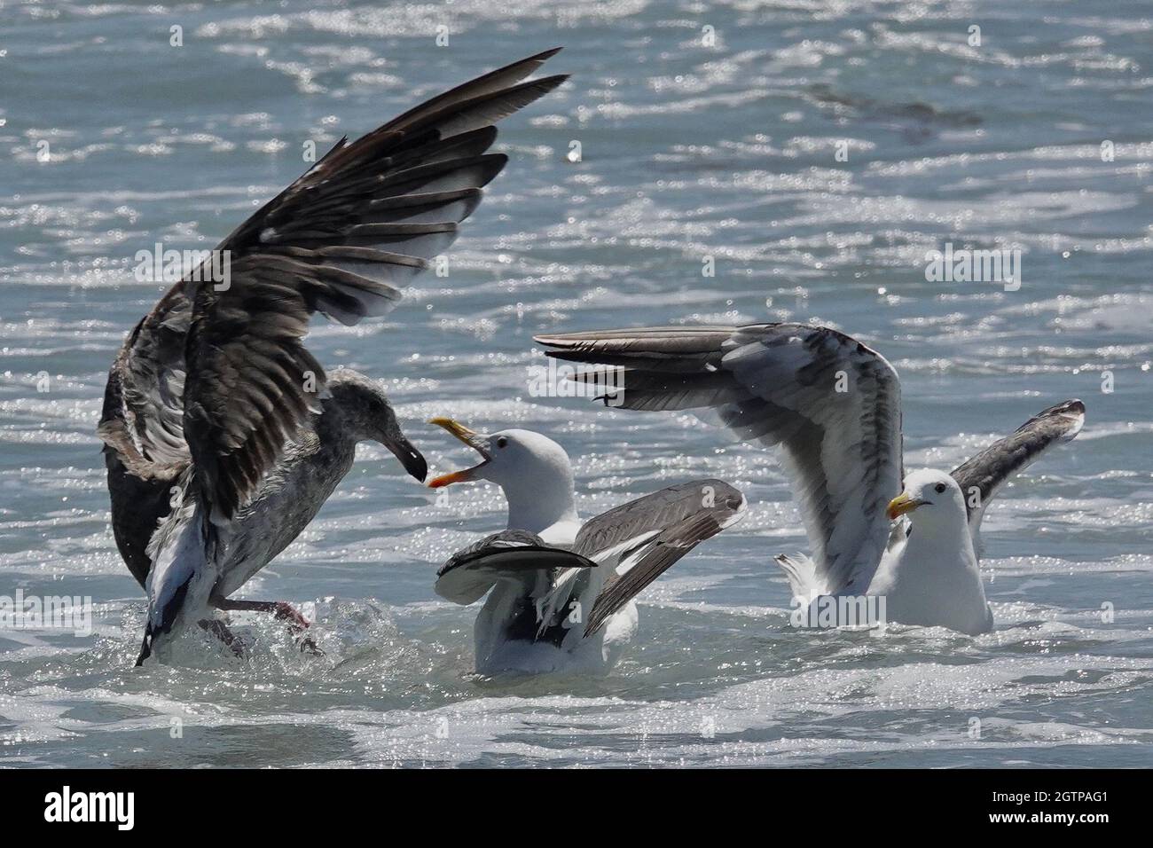 Water fighting motion body hi-res stock photography and images - Alamy