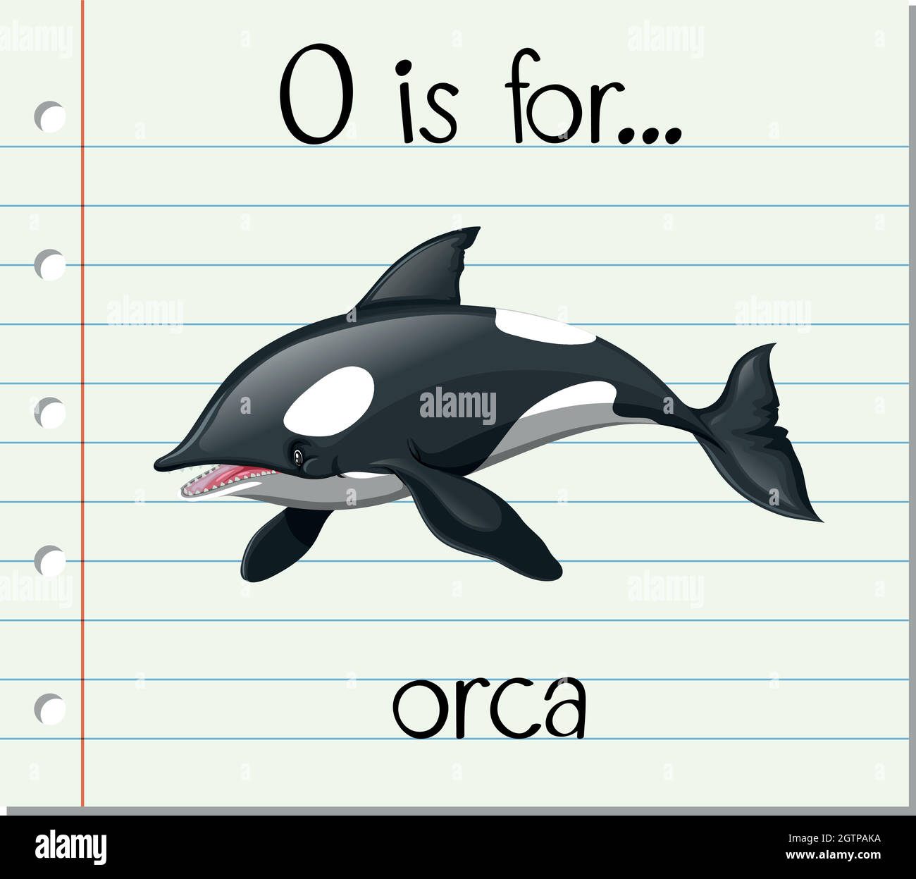 Flashcard letter O is for orca Stock Vector Image & Art - Alamy