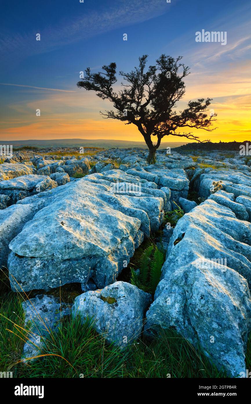 Lone Tree growing in Limestone pavement at Sunset, Twisleton Scar ...