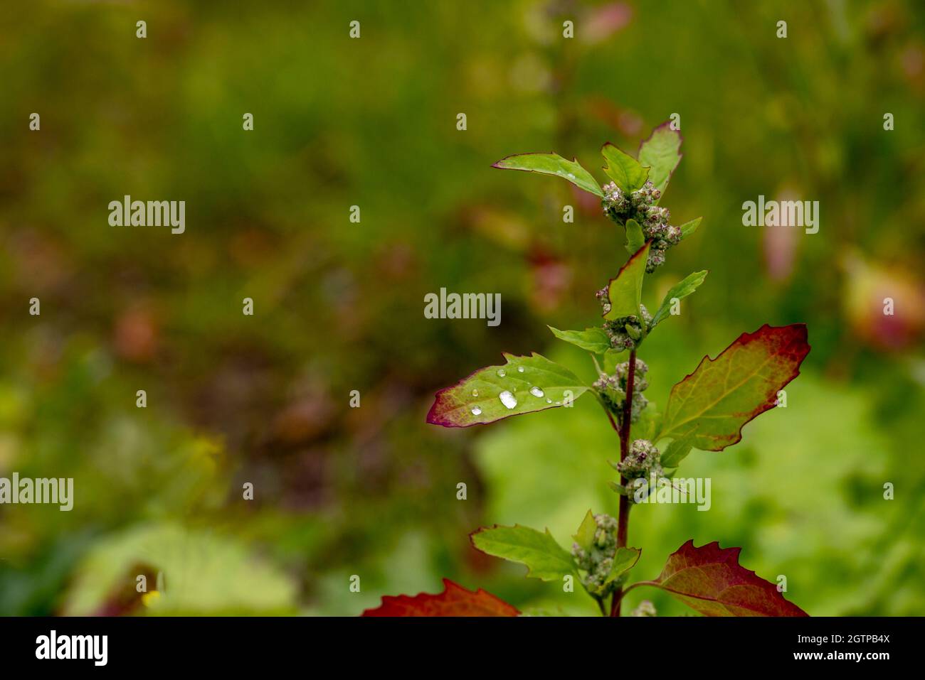 Fat hen weed hi-res stock photography and images - Alamy