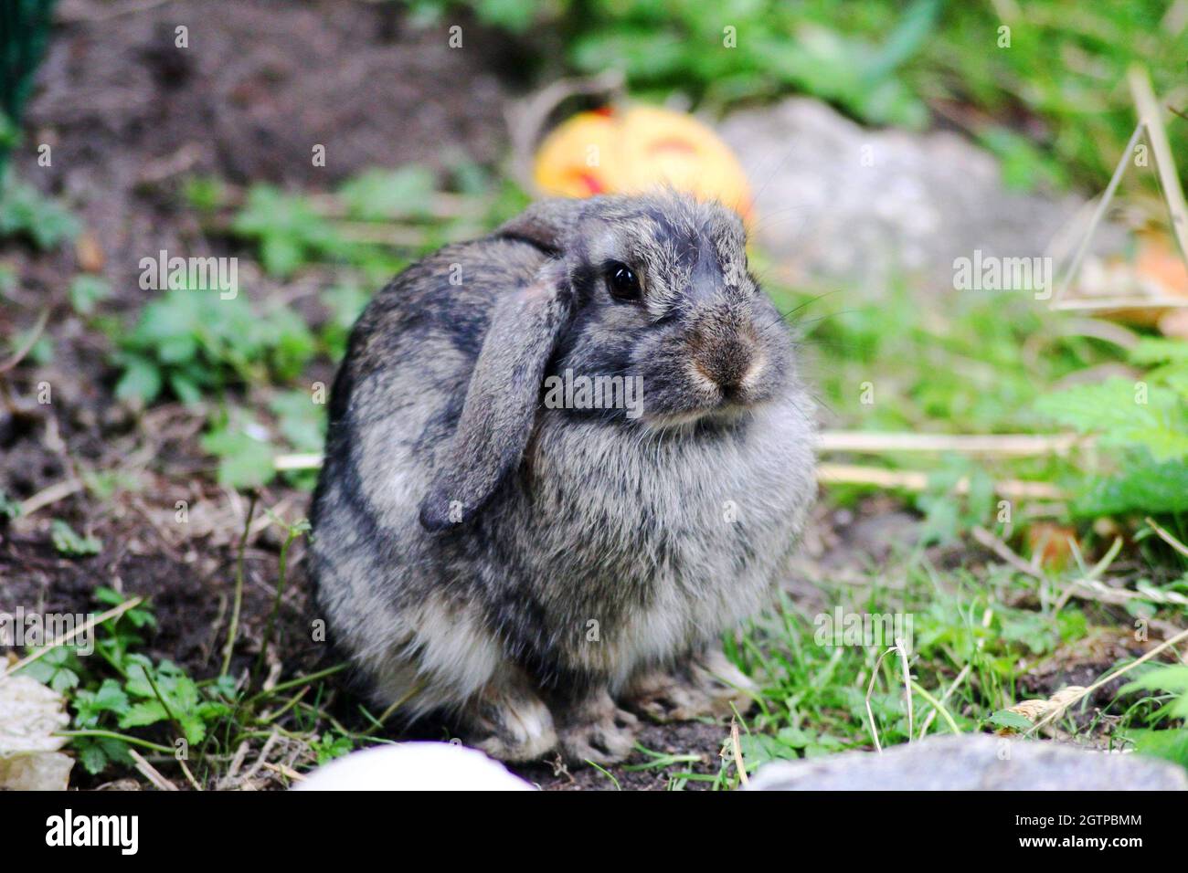 Rabbit eating plant hi-res stock photography and images - Alamy