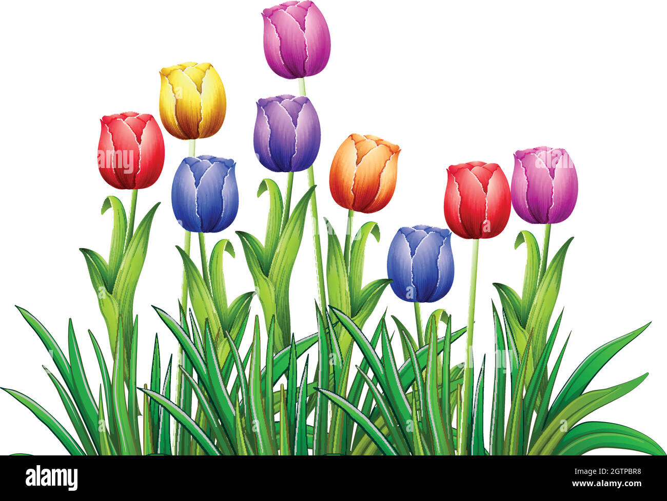 Cartoon drawing of tulips hi-res stock photography and images - Alamy