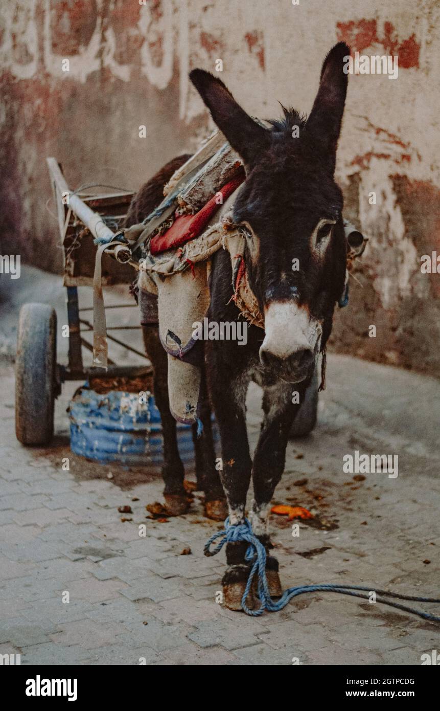 Wheel donkey hi-res stock photography and images - Alamy