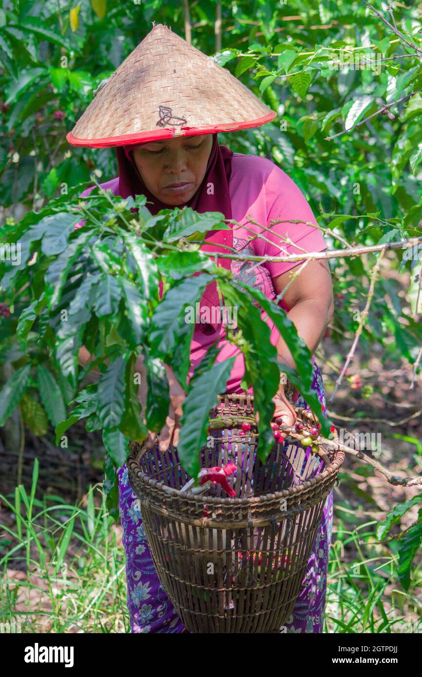 Indonesian Coffee Farmer Stock Photo - Alamy