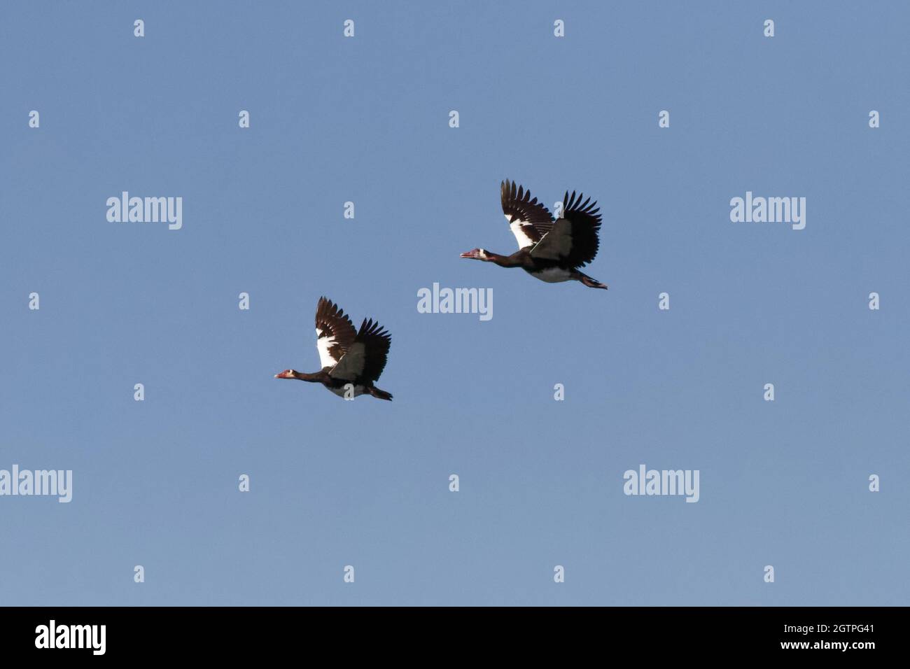 Spur wing hi-res stock photography and images - Alamy