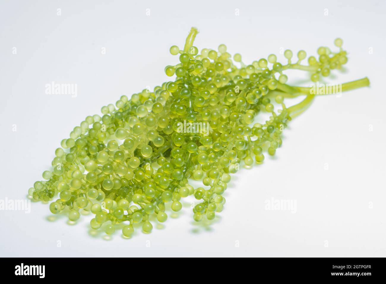 Caulerpa Lentillifera High Resolution Stock Photography and Images - Alamy