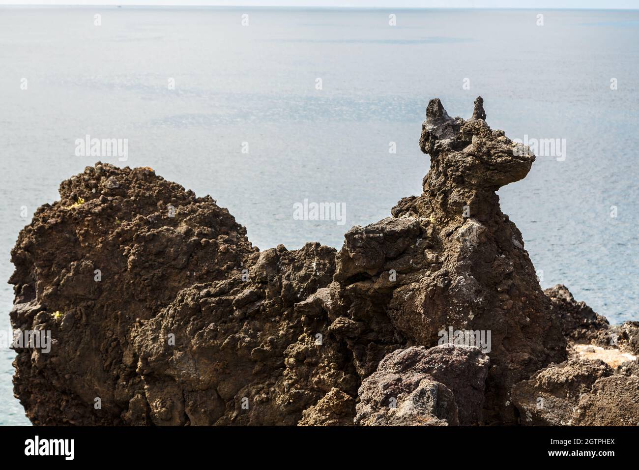 Azores dog hi-res stock photography and images - Alamy