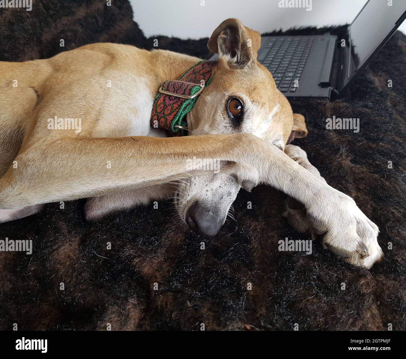 Sleeping greyhound hi-res stock photography and images - Alamy