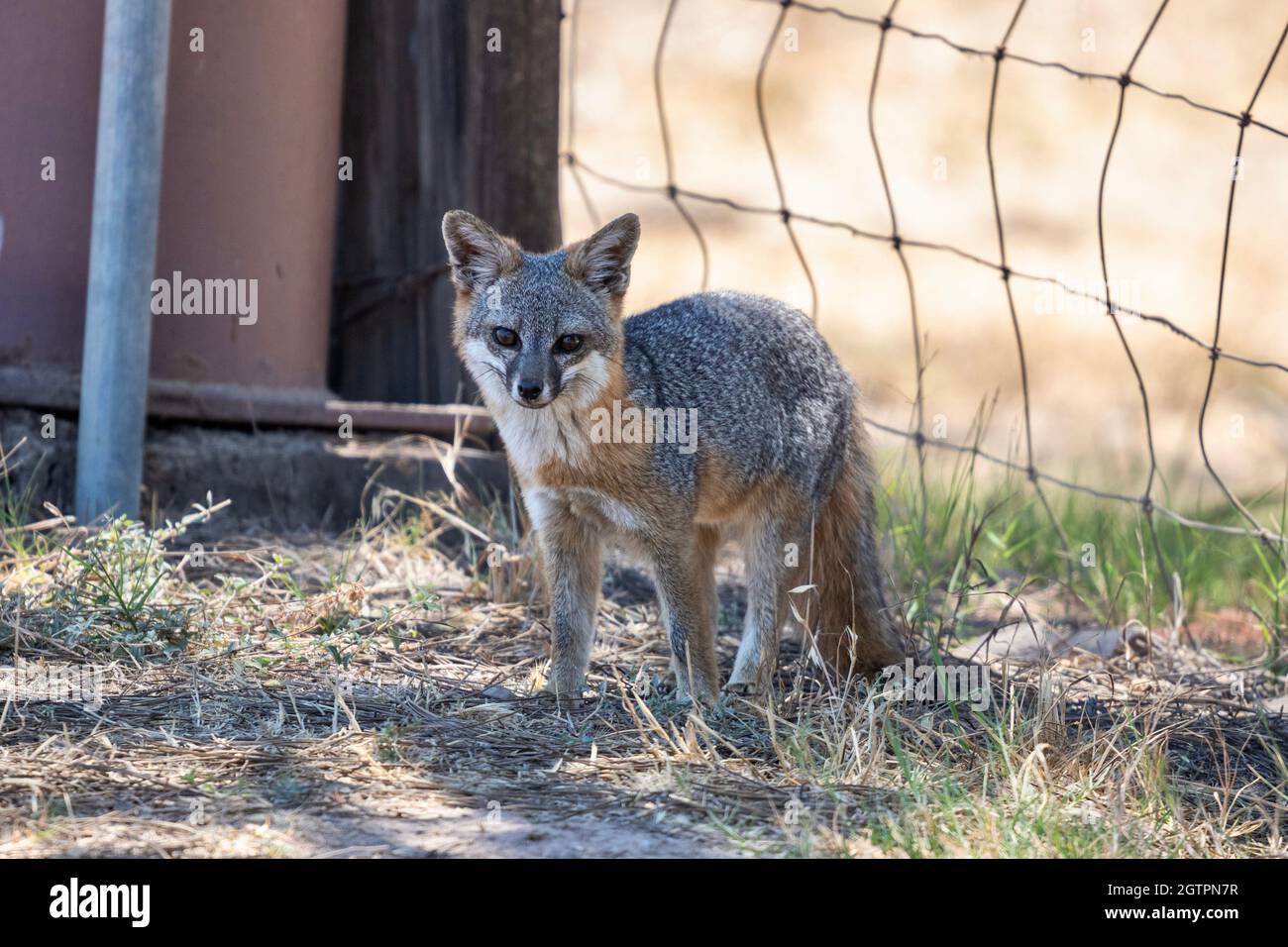 California island fox hi-res stock photography and images - Alamy