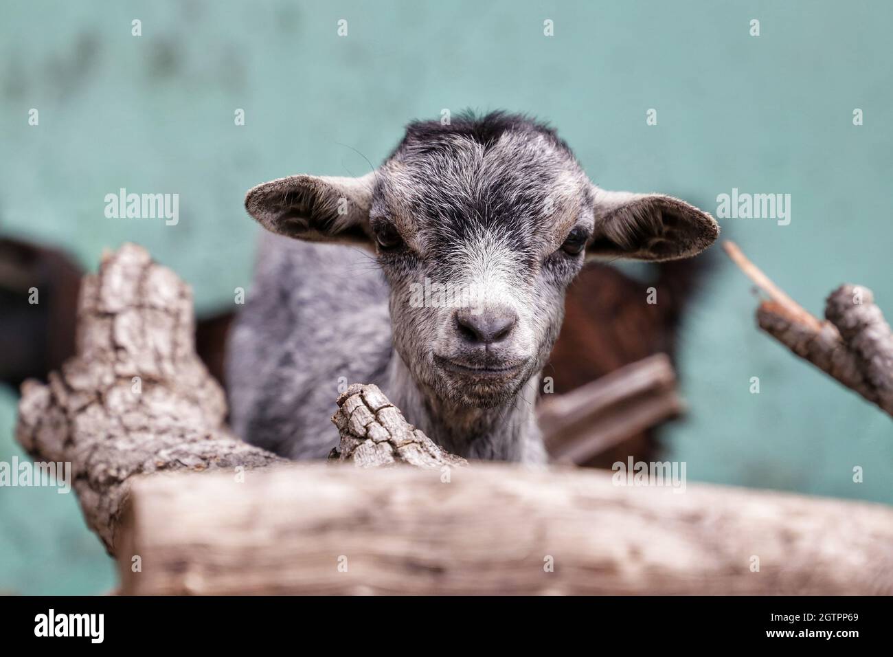 Ghana goat hi-res stock photography and images - Alamy