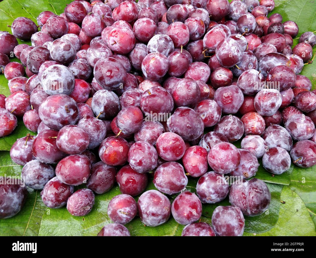 Falsa hi-res stock photography and images - Alamy