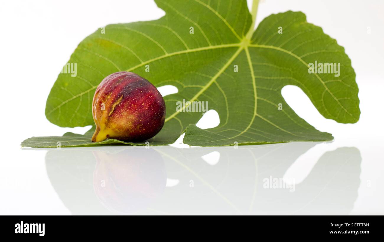 Fig Leaf Shape High Resolution Stock Photography and Images - Alamy