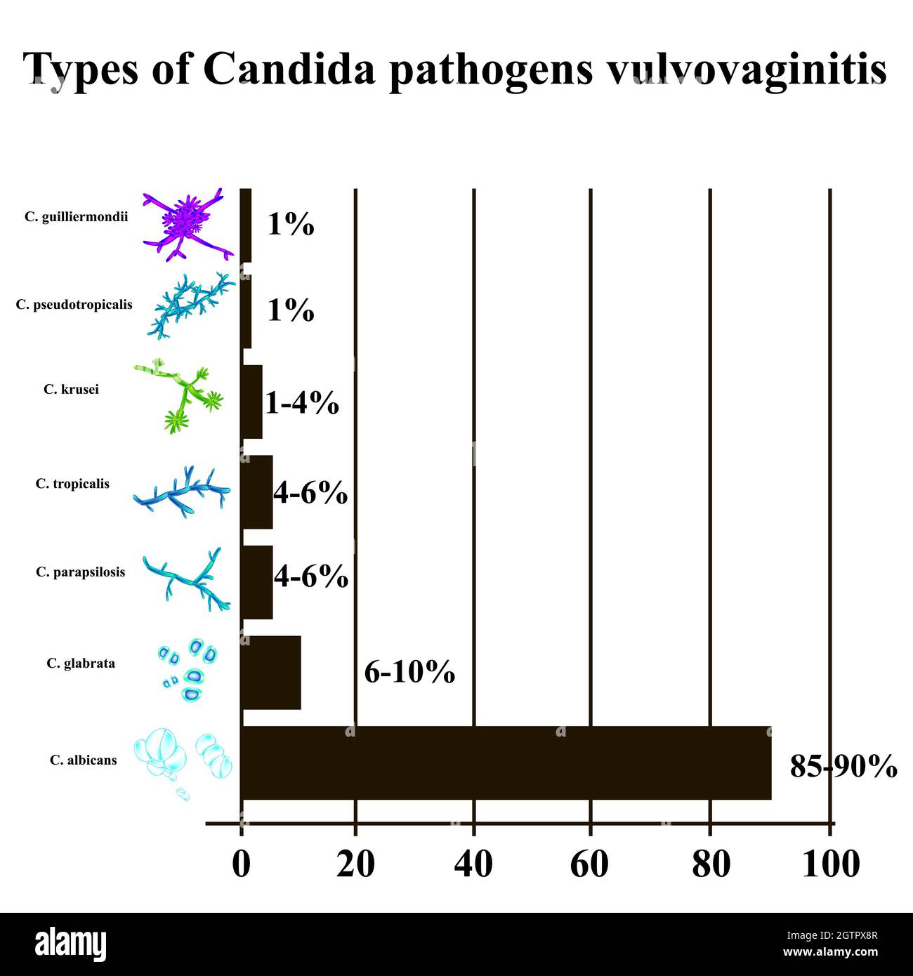 Types of Candida pathogens vulvovaginitis. Candida type morphological ...