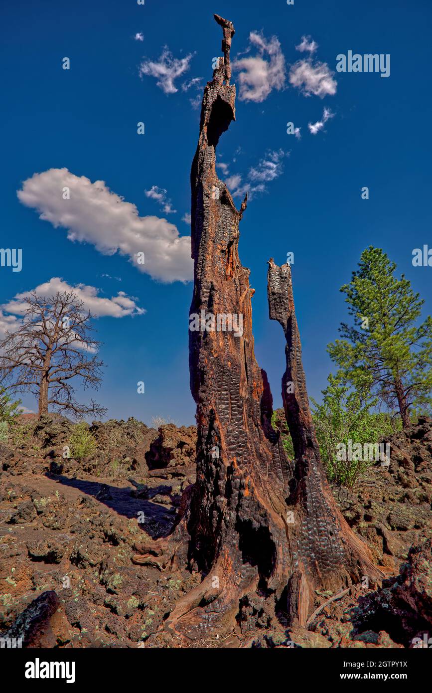 A dead burned out tree that was struck by lightning at the Sunset ...