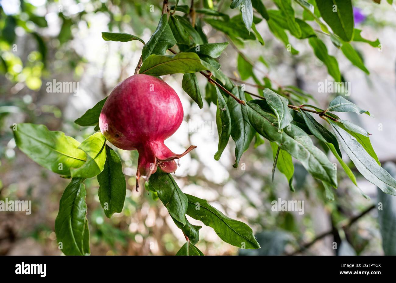 Persephone Pomegranate Tree