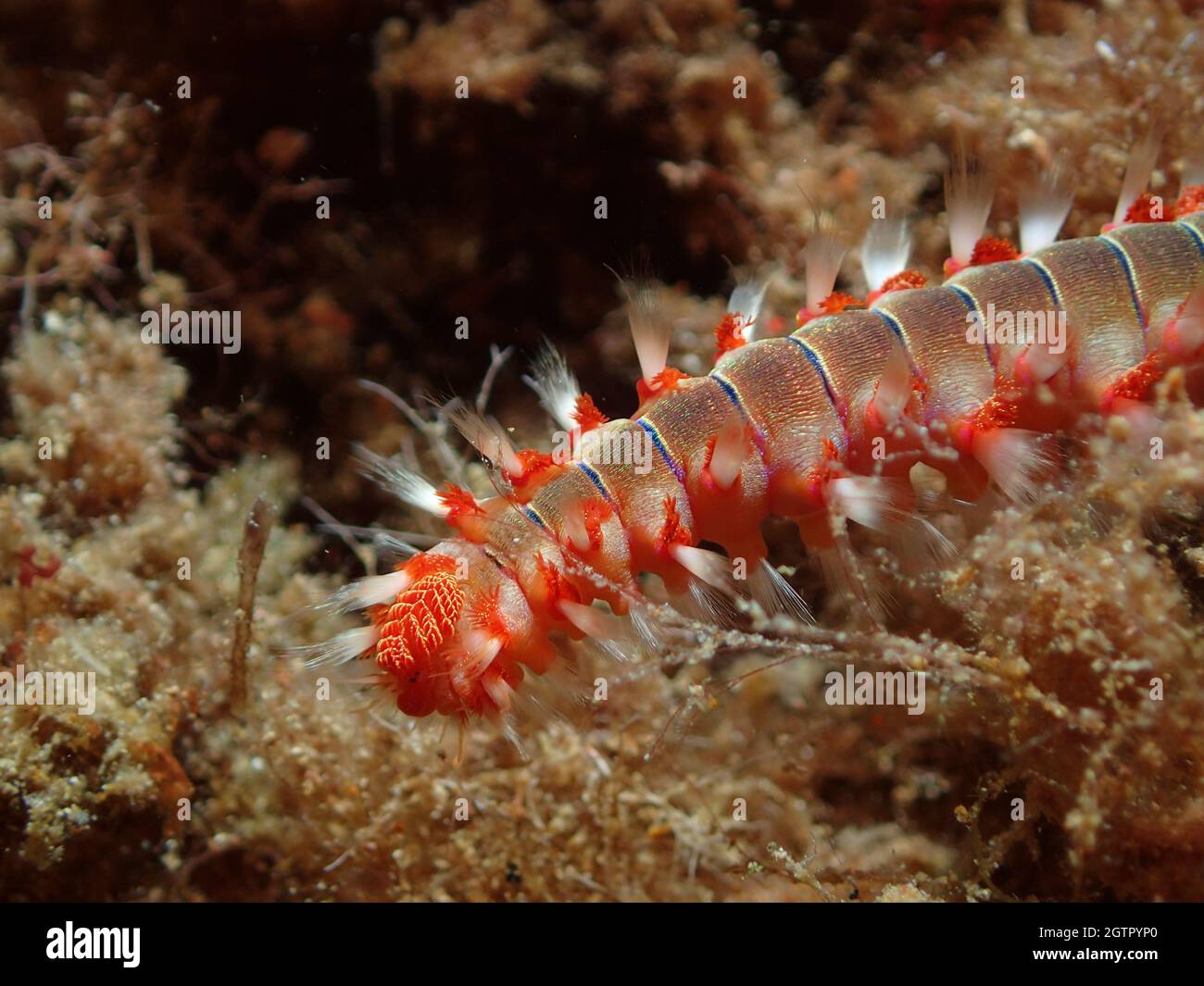 Seaworm hi-res stock photography and images - Alamy