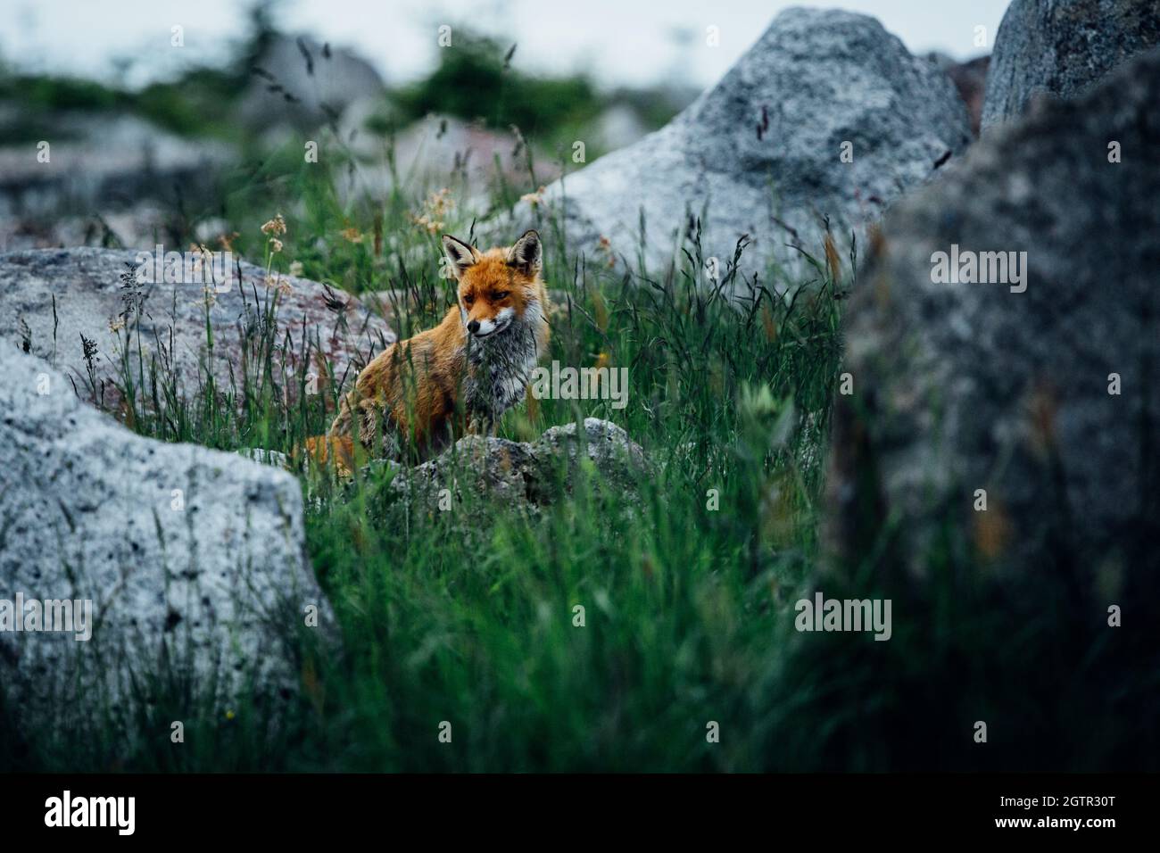 View Of An Animal On Rock Stock Photo - Alamy