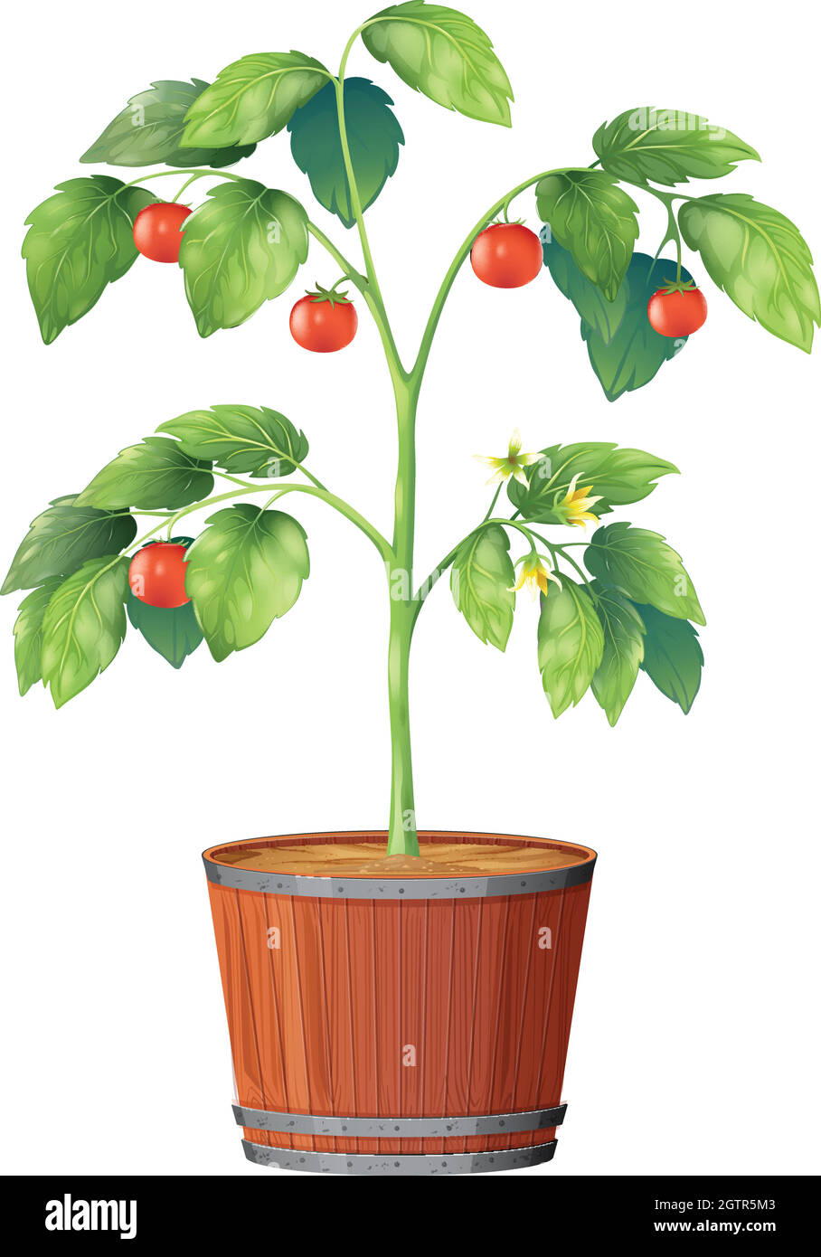 Tomato plant on white background Stock Vector Images - Alamy