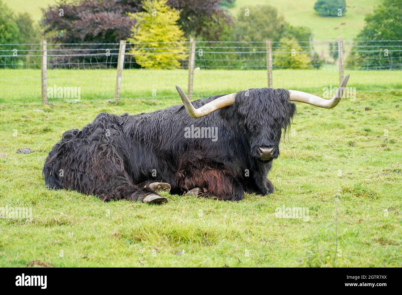 Aberdeen angus bull head hi-res stock photography and images - Alamy