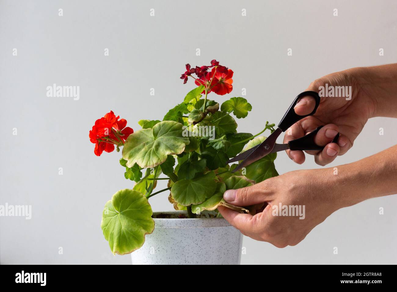 Woman hands cutting yellow damaged leaves because of hotness and ...