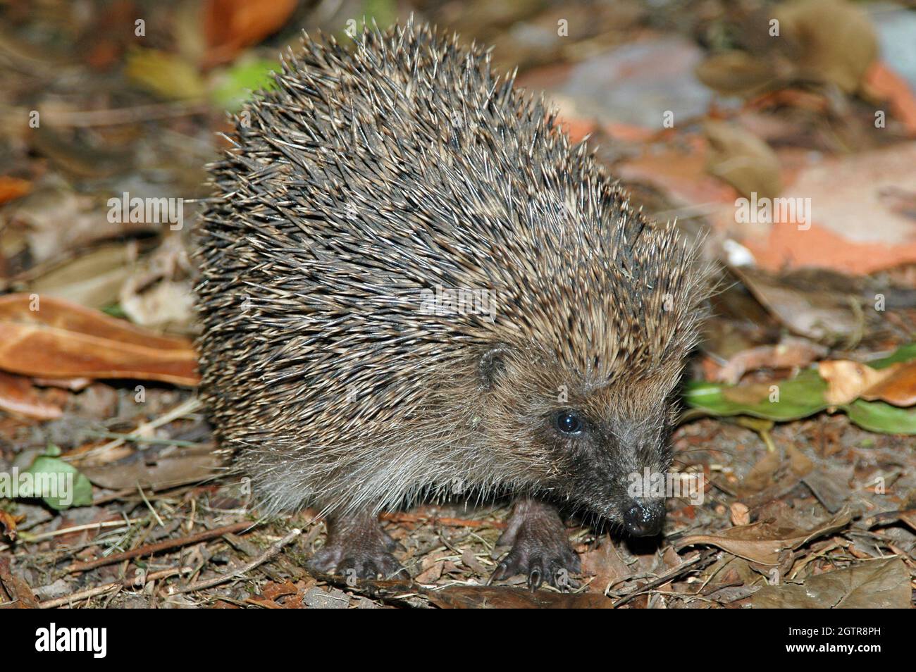 European Hedgehog (Erinaceus Europaeus) in British Garden Stock Photo ...