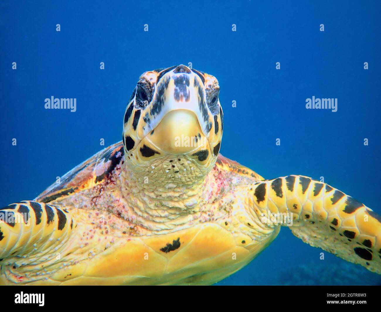 Curious turtle hi-res stock photography and images - Alamy