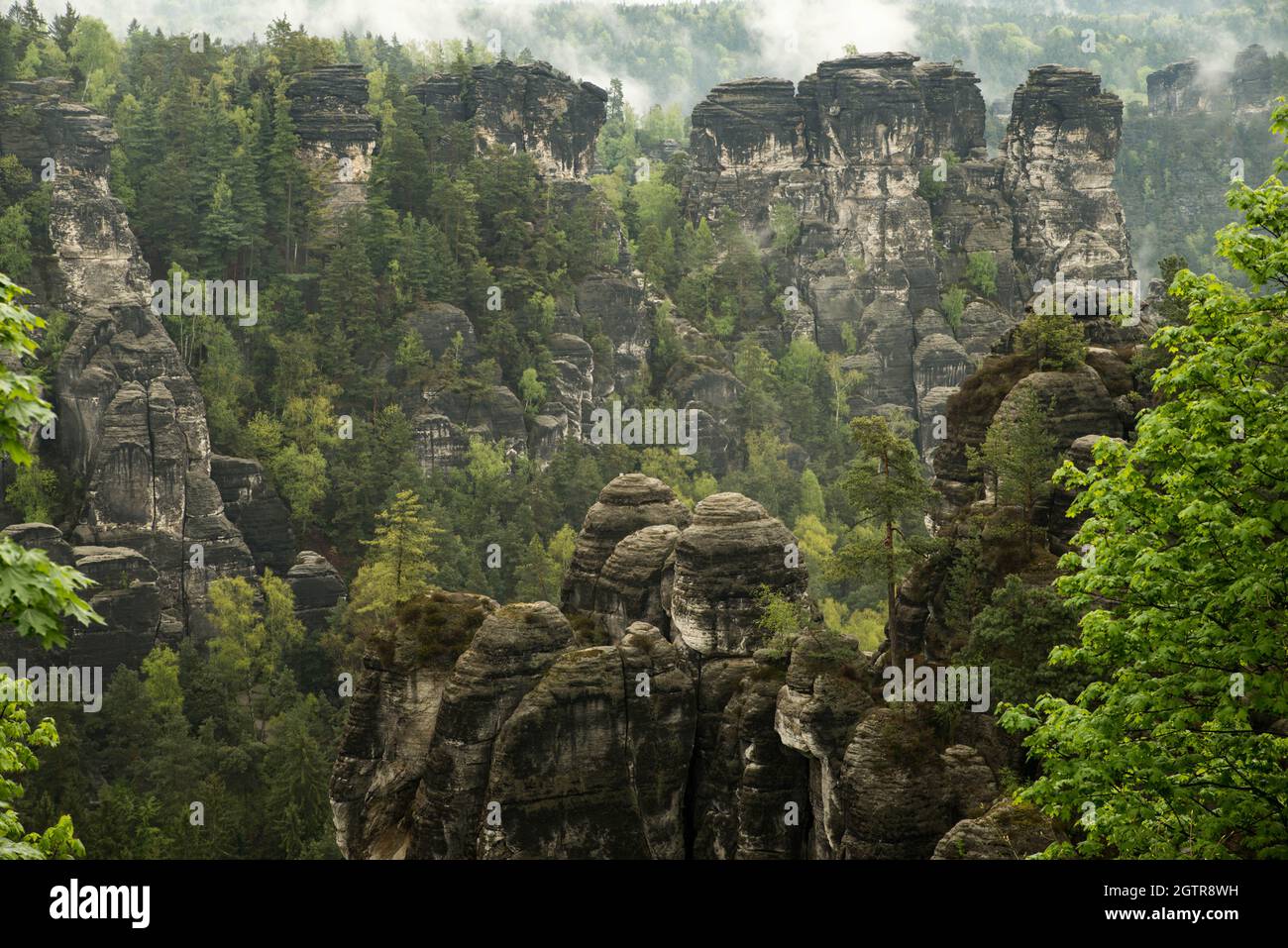 Saxon switzerland animals hi-res stock photography and images - Alamy