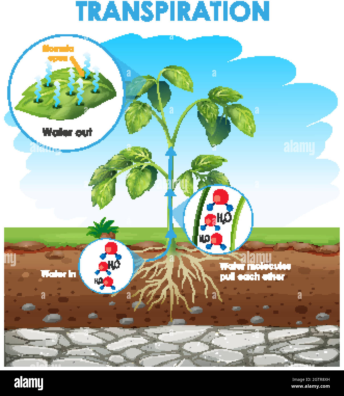 Diagram showing transpiration in plant Stock Vector Image & Art - Alamy