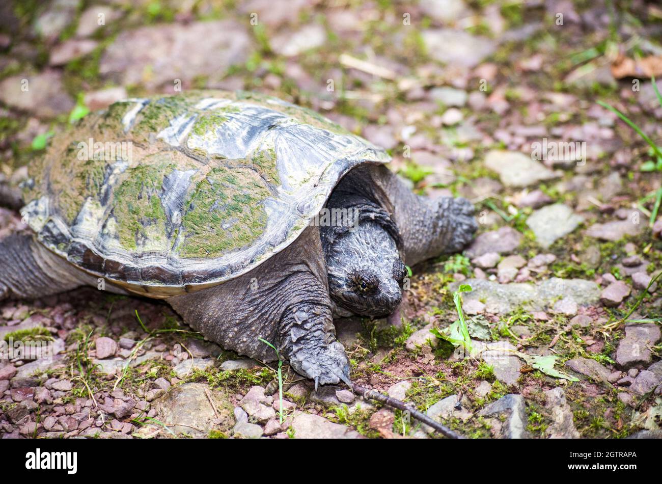 Northern snapping turtle hi-res stock photography and images - Alamy