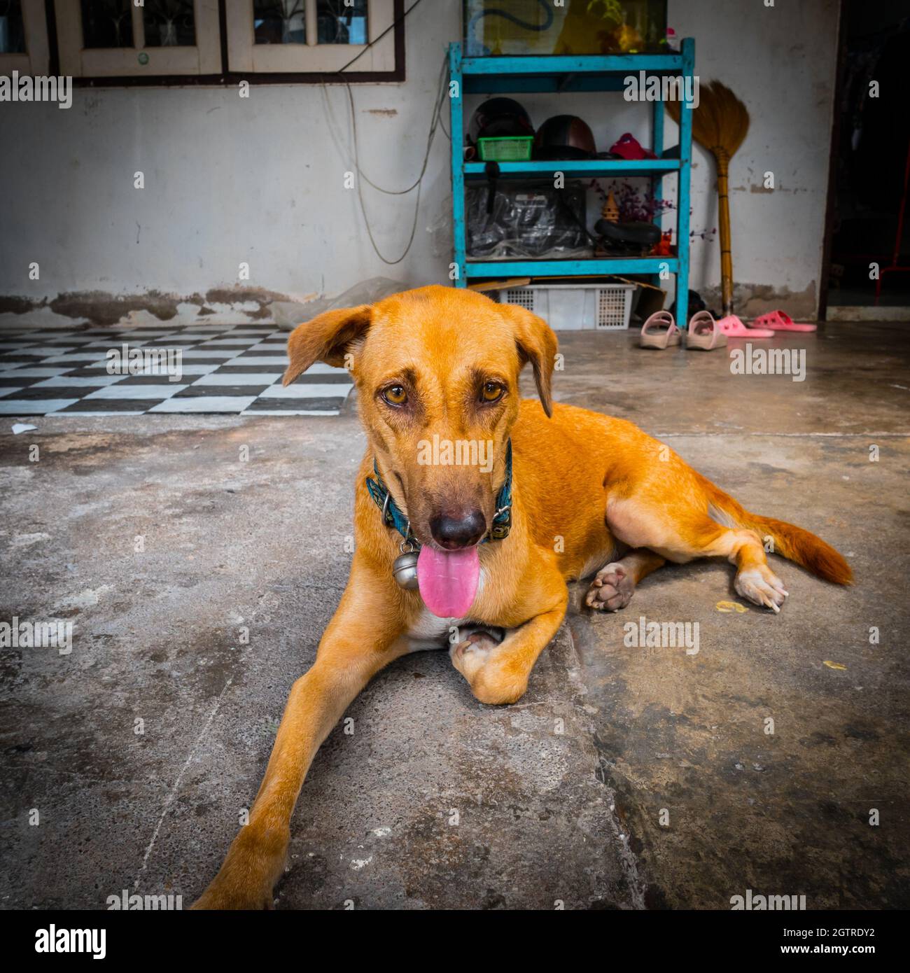 Locked up animals hi-res stock photography and images - Alamy