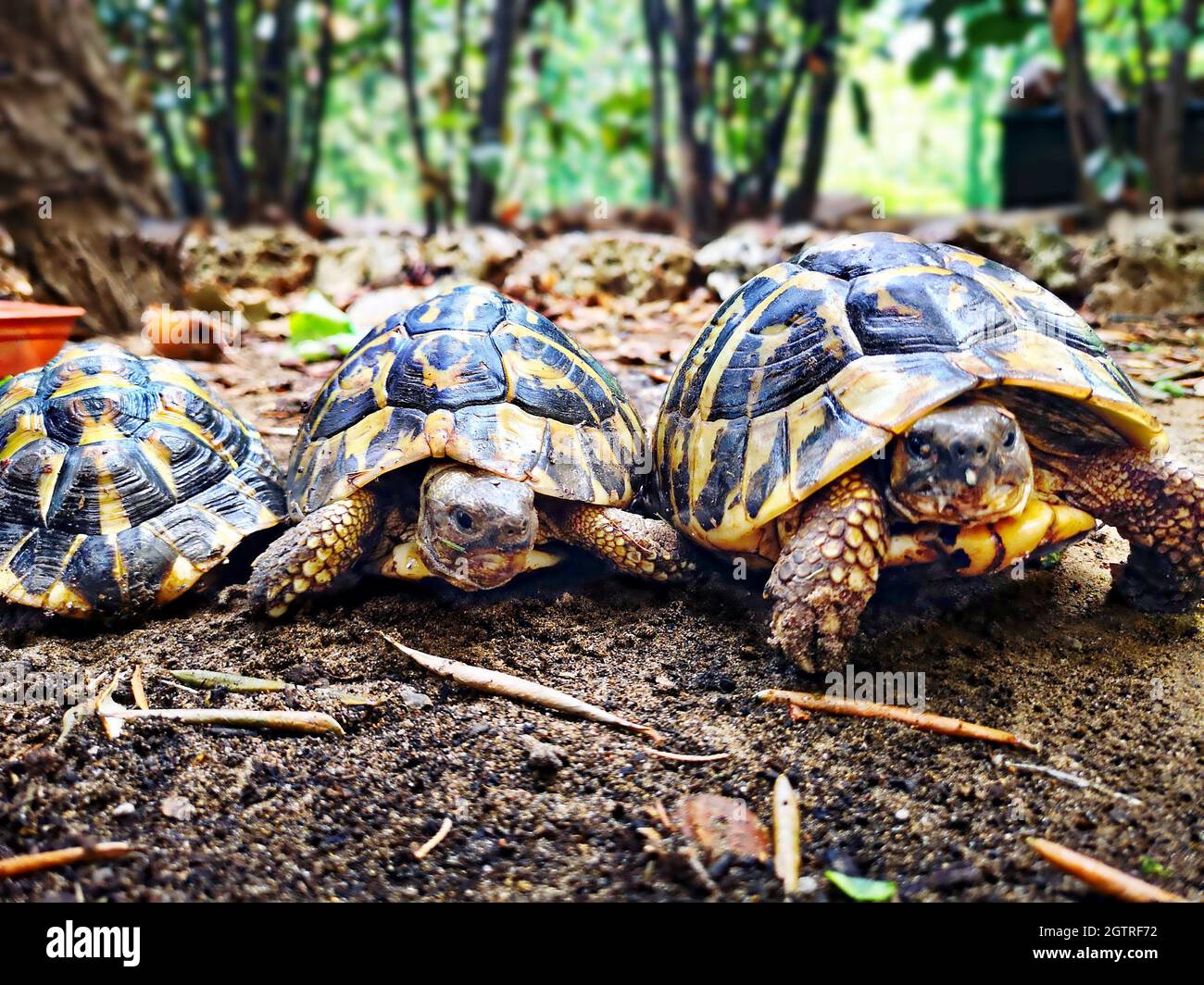 Turtle mating High Resolution Stock Photography and Images - Alamy