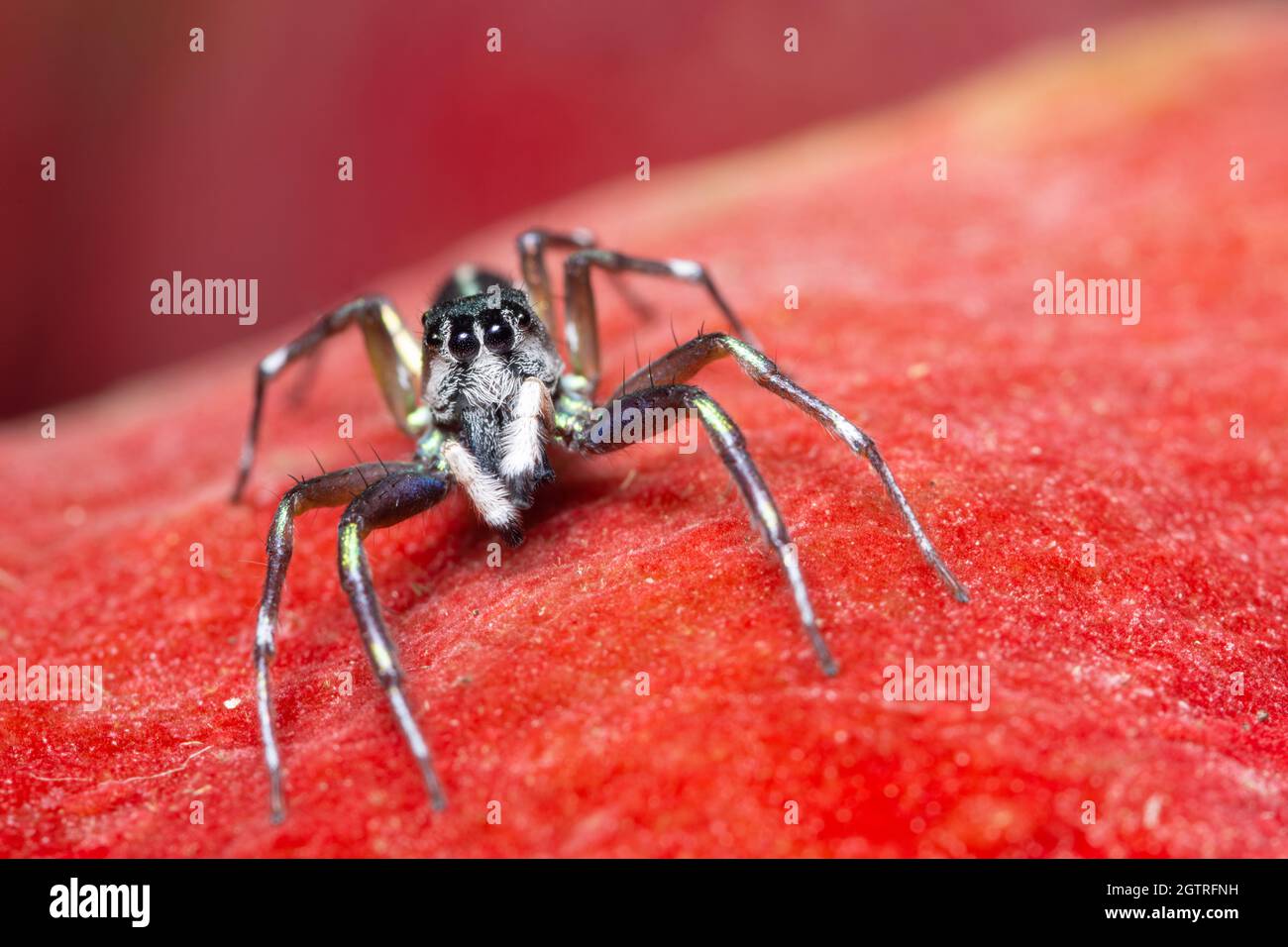 Red eye spider hi-res stock photography and images - Alamy