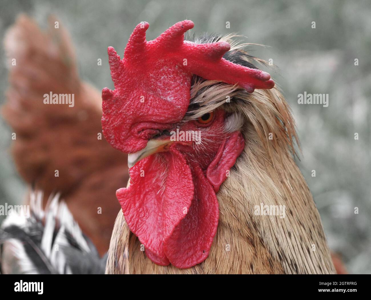Angry looking chicken hi-res stock photography and images - Alamy