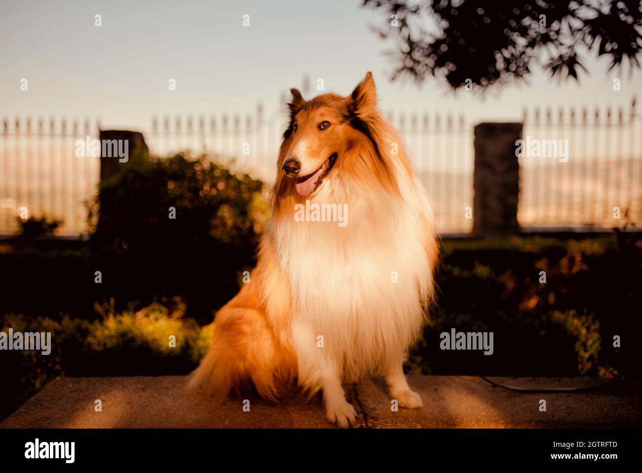Lassie dog hi-res stock photography and images - Alamy