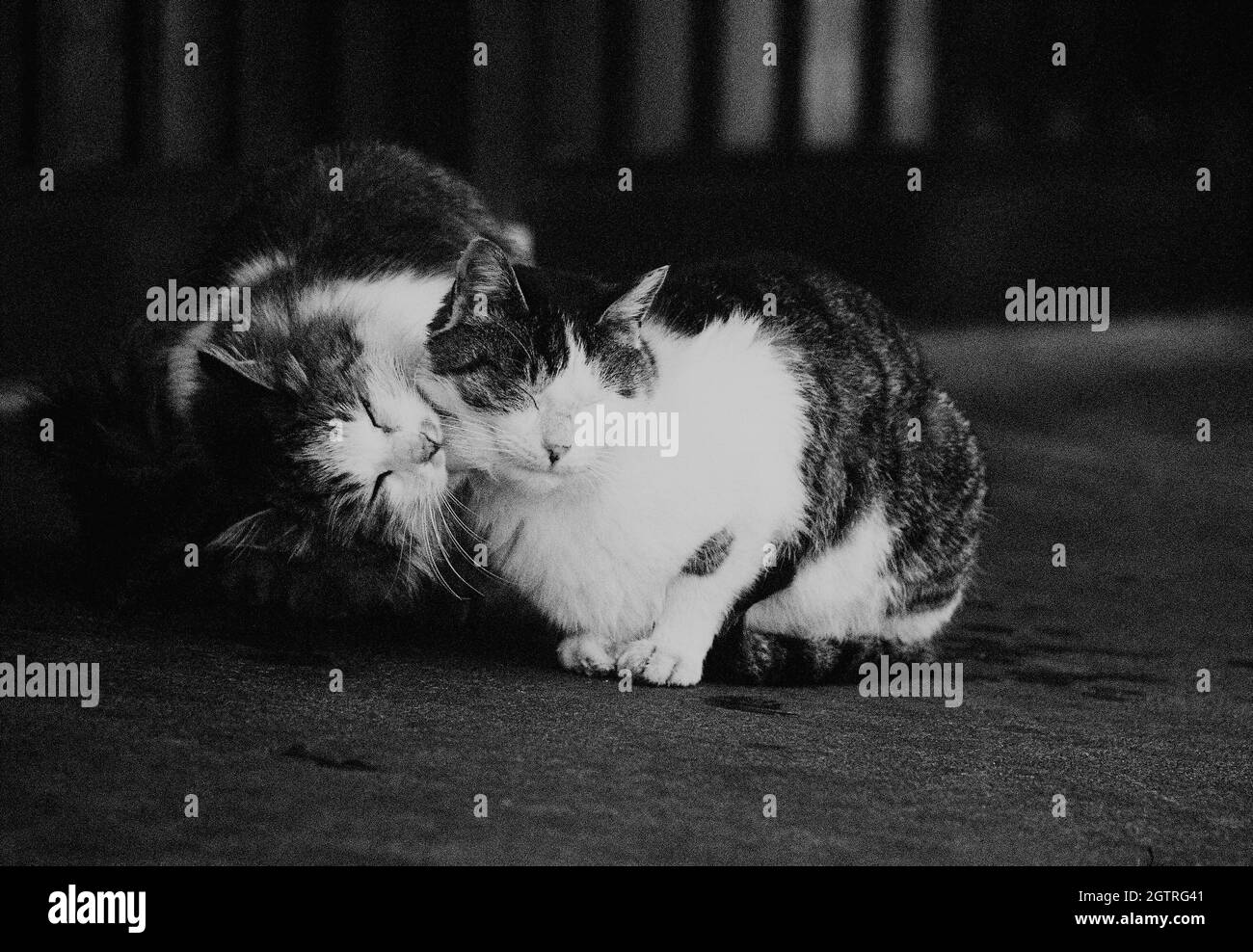 People Hugging Cats High Resolution Stock Photography and Images - Alamy