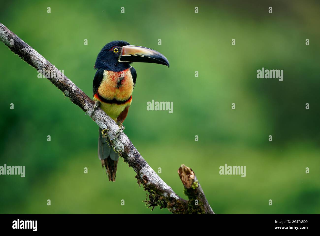 Collared Aracari - Pteroglossus torquatus is toucan, a near-passerine ...