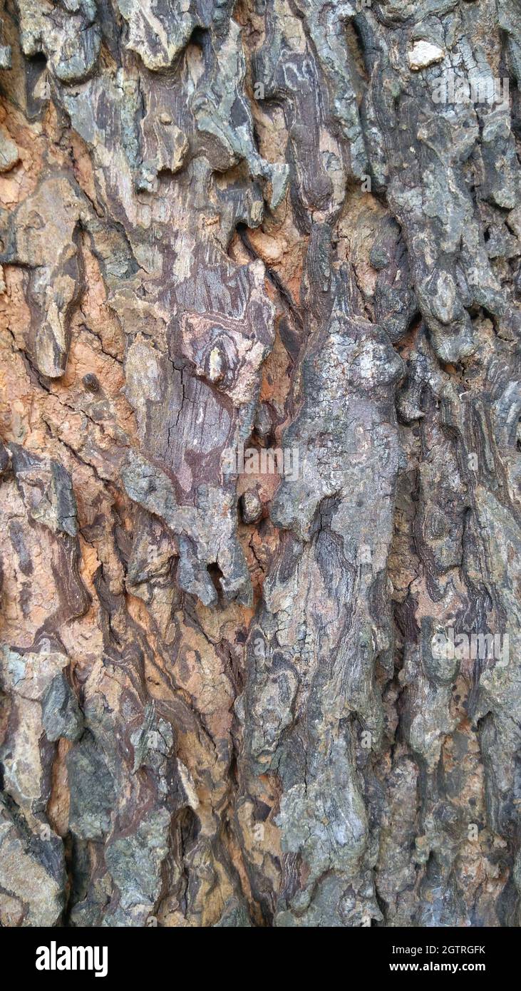 Neem trunk hi-res stock photography and images - Alamy