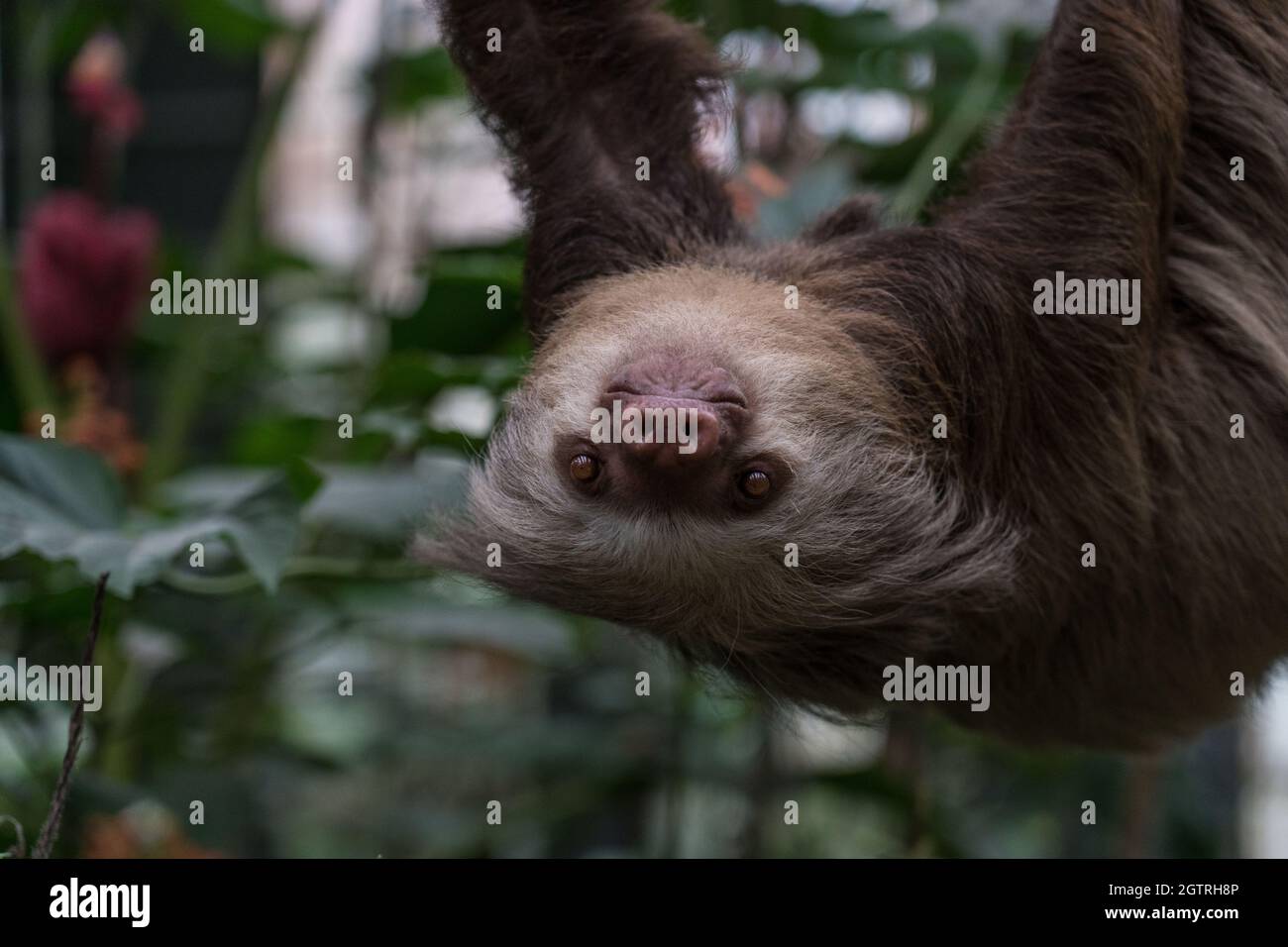 Happy sloth animal hi-res stock photography and images - Alamy