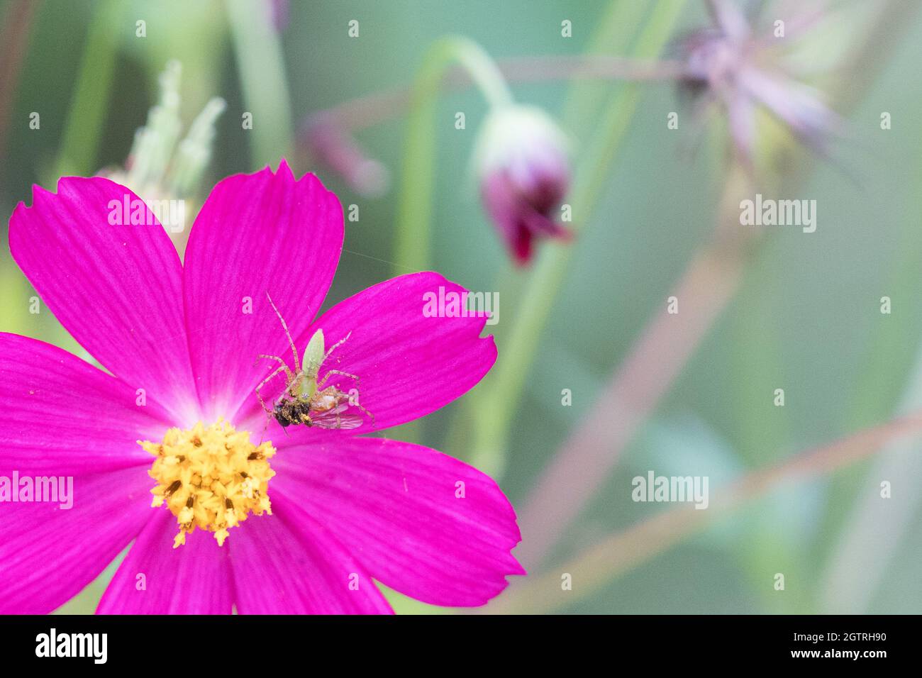 Spider hunting insects that come to eat the nectar of the flower Stock ...