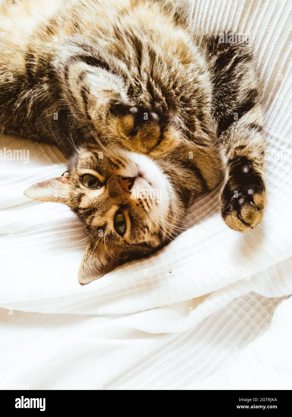 Cat on the back hi-res stock photography and images - Alamy