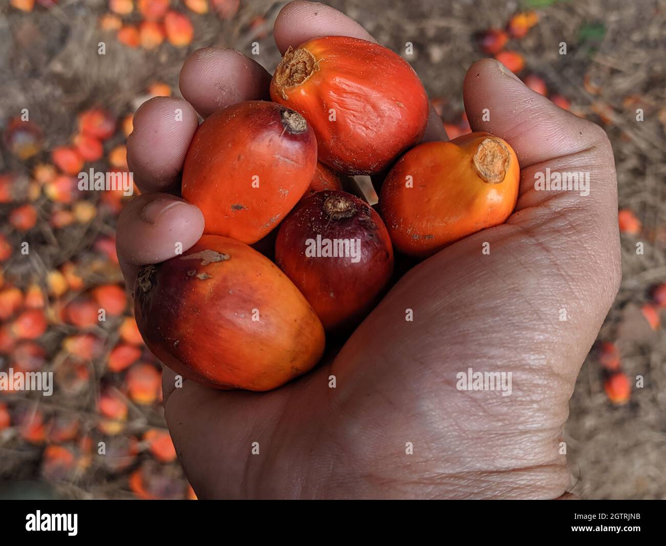 Palm oil fruit hi-res stock photography and images - Alamy